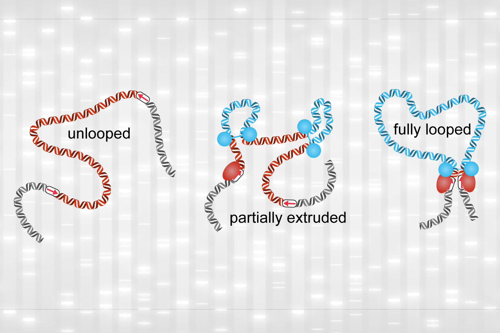 Structures considered key to gene expression are surprisingly fleeting » MIT Physics