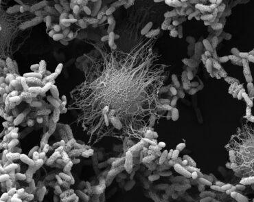 Biophysics » MIT Physics